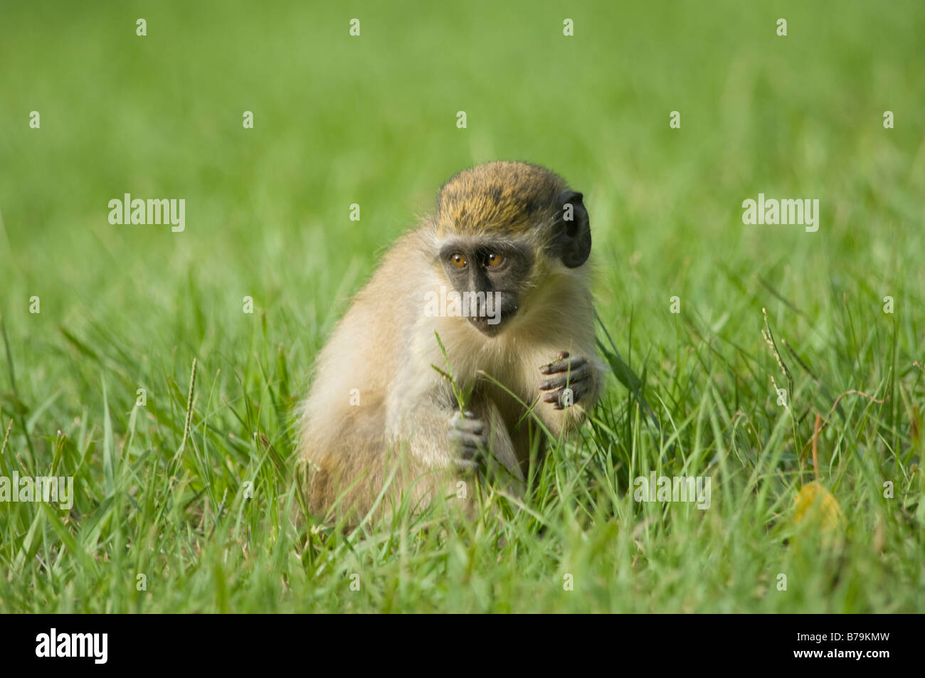 Callithrix monkey Green monkey Vervet Monkey Cercopithecus sabaeus ...