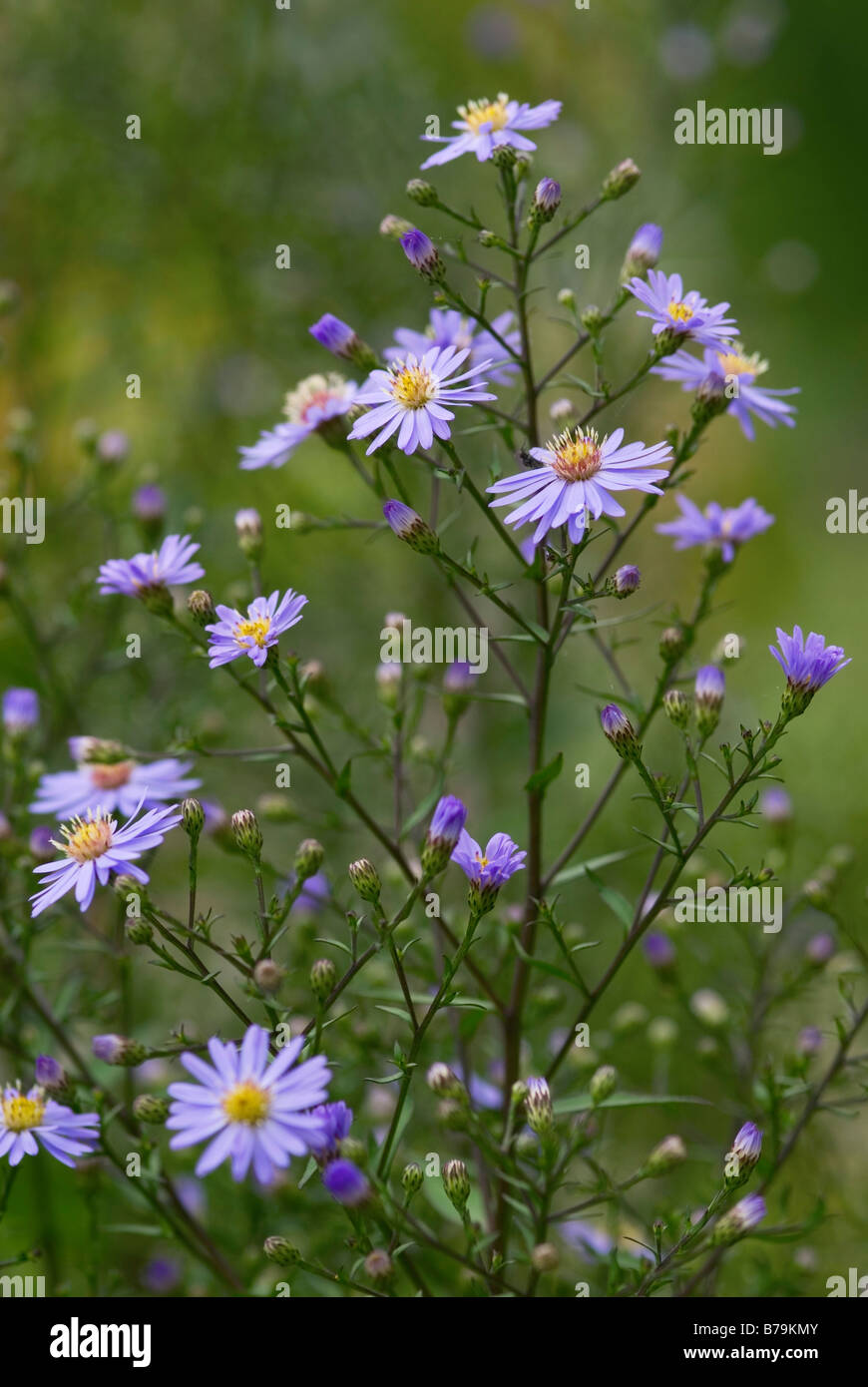 Upright photograph hi-res stock photography and images - Alamy