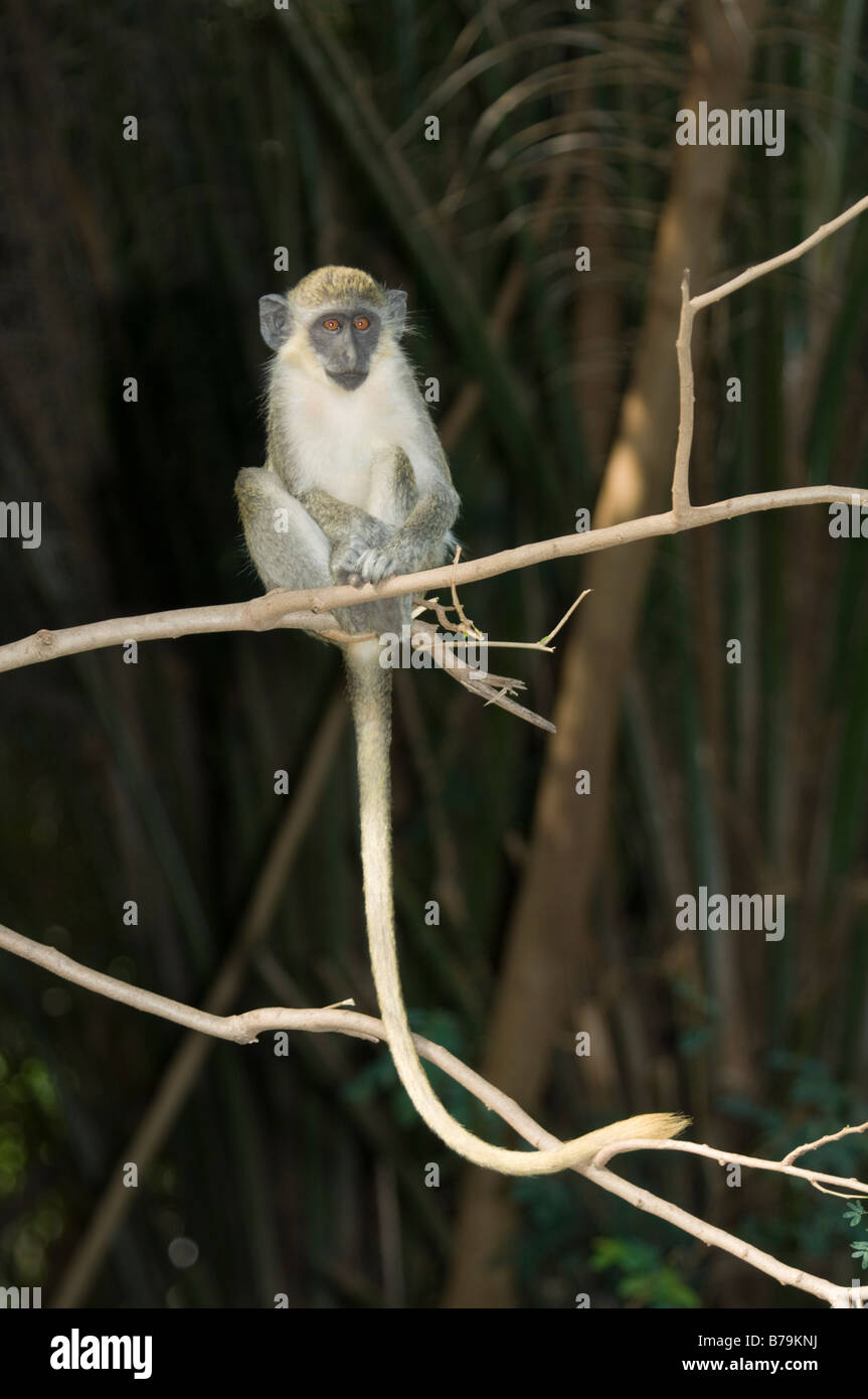Callithrix monkey Green monkey Vervet Monkey Cercopithecus sabaeus ...