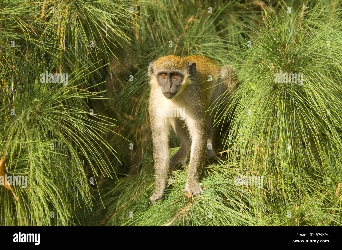 Callithrix monkey Green monkey Vervet Monkey Cercopithecus sabaeus ...