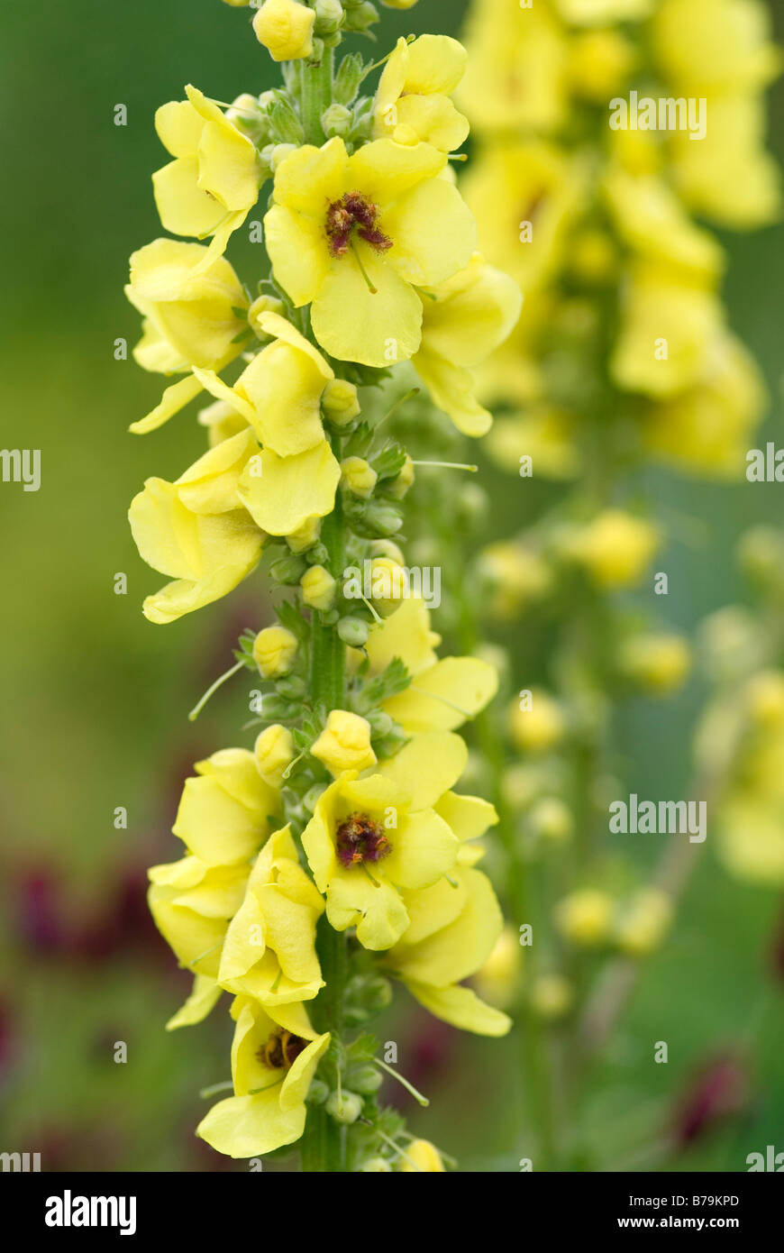 Monster flower hi-res stock photography and images - Alamy