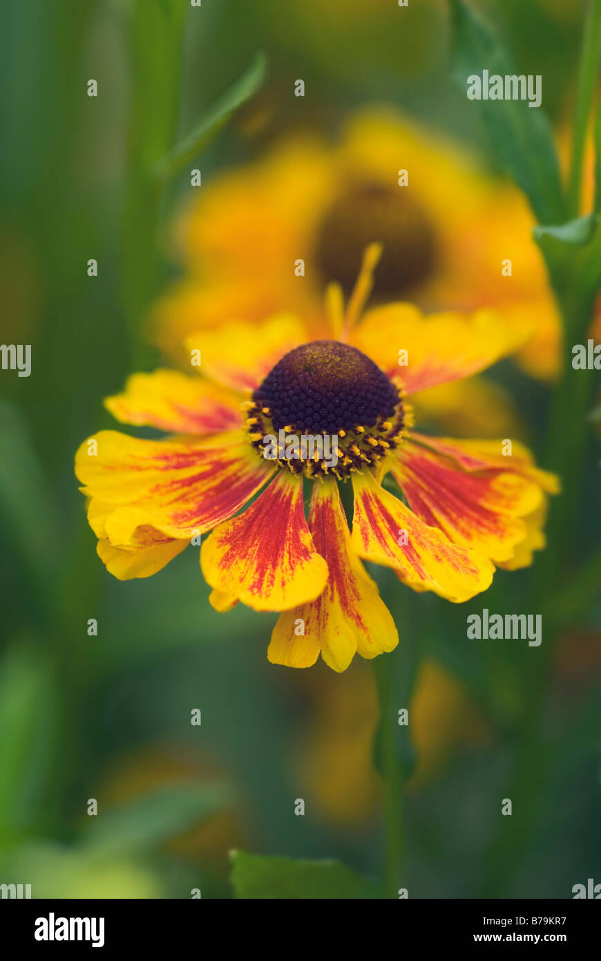 Helenium red hi-res stock photography and images - Alamy