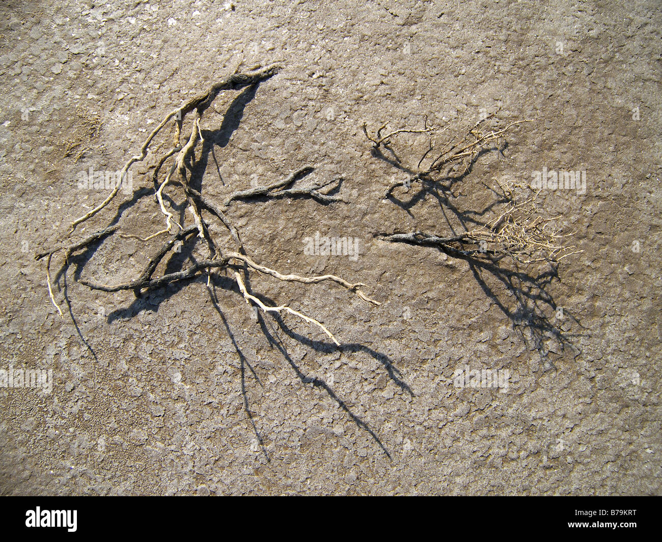 Flat roots hi-res stock photography and images - Alamy