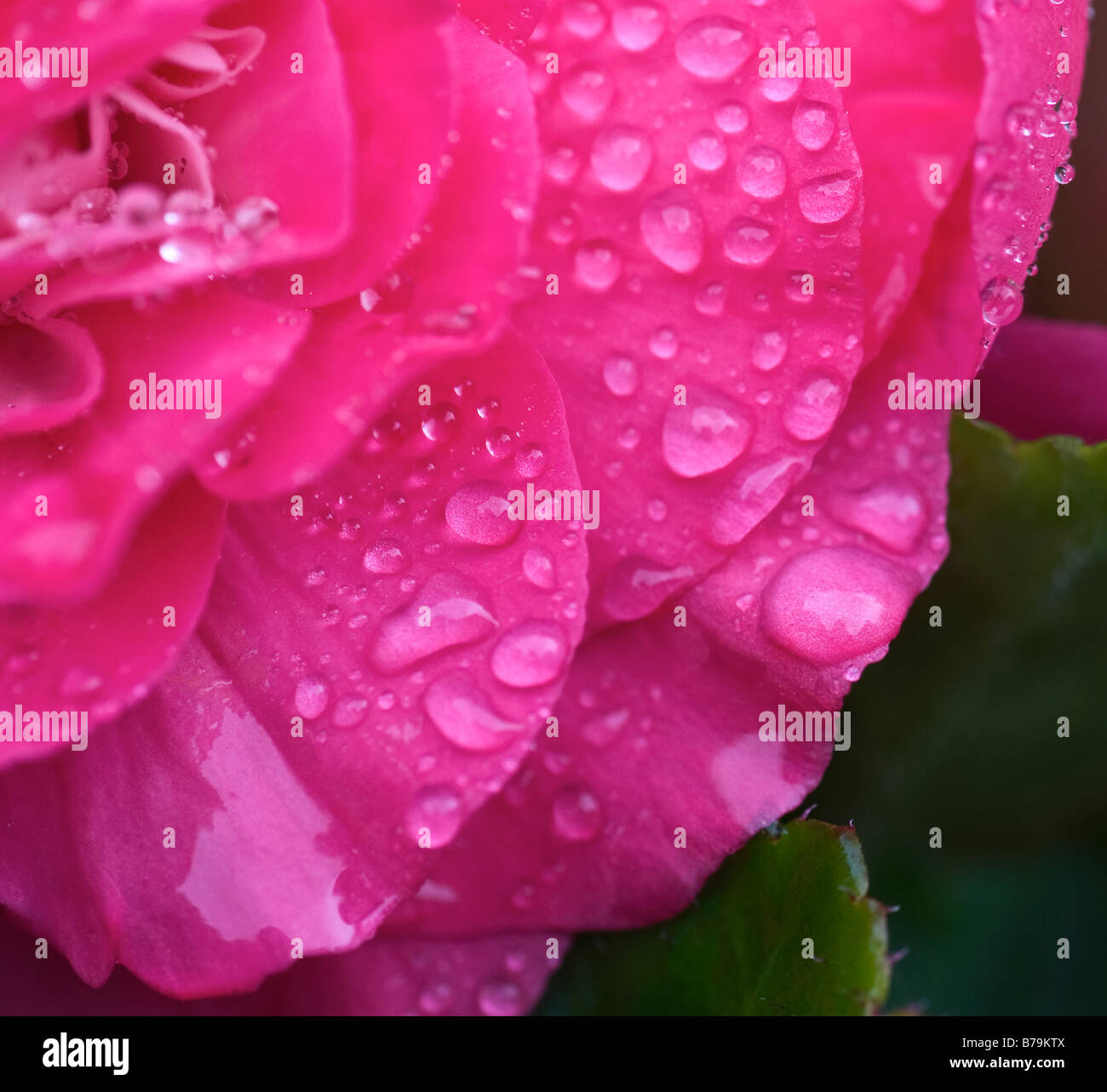 Begonia with rain droplets Stock Photo - Alamy