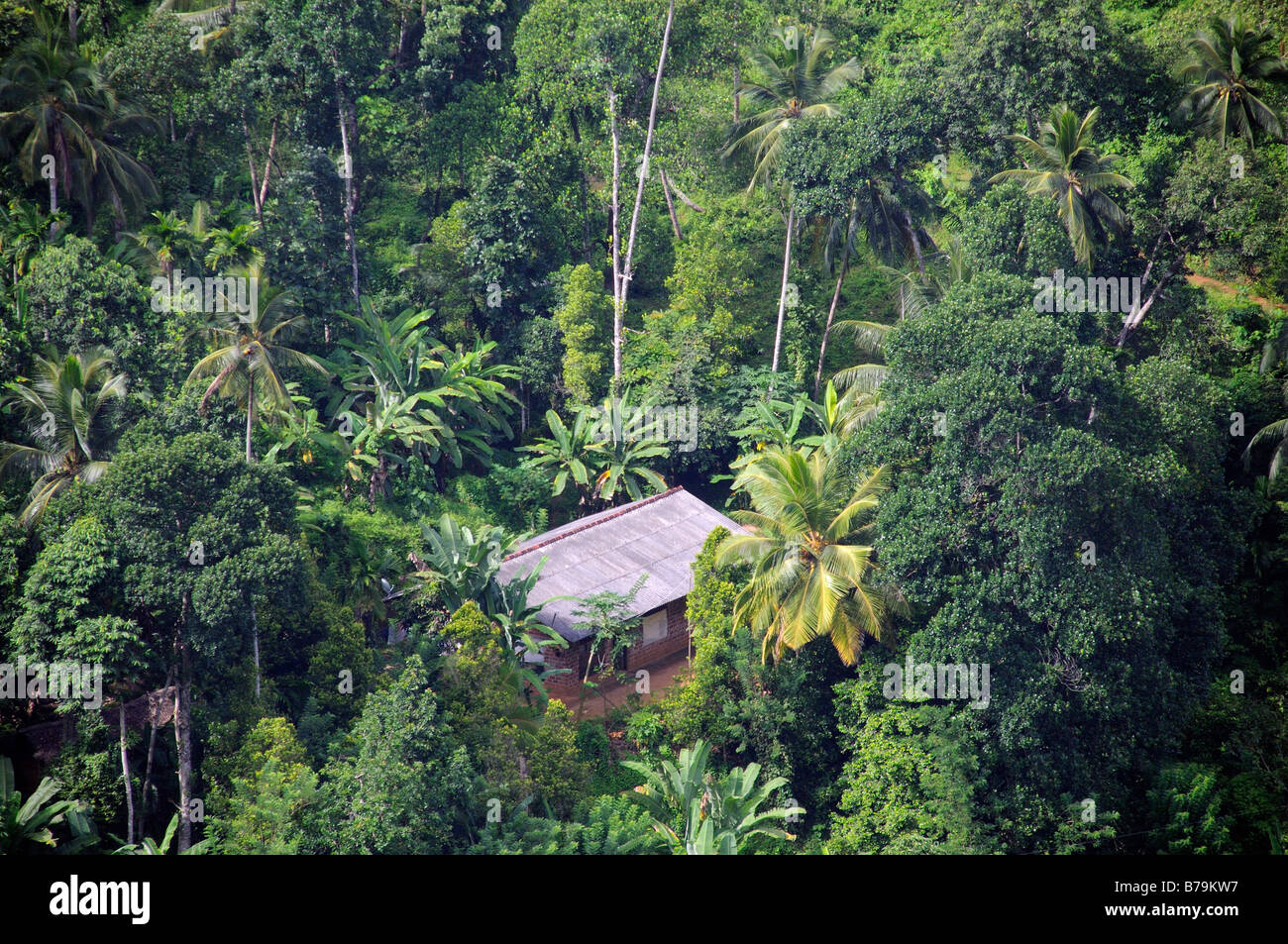 Jungle home hi-res stock photography and images - Alamy