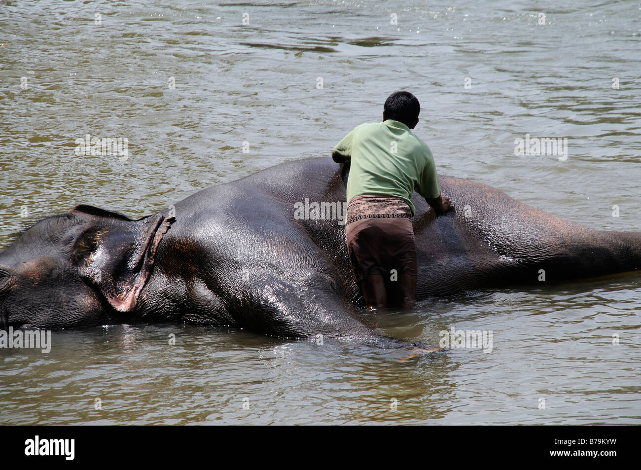 Friends of the asian elephant hi-res stock photography and images - Alamy