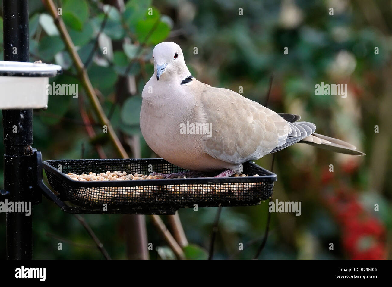 Collared dove uk hi-res stock photography and images - Alamy