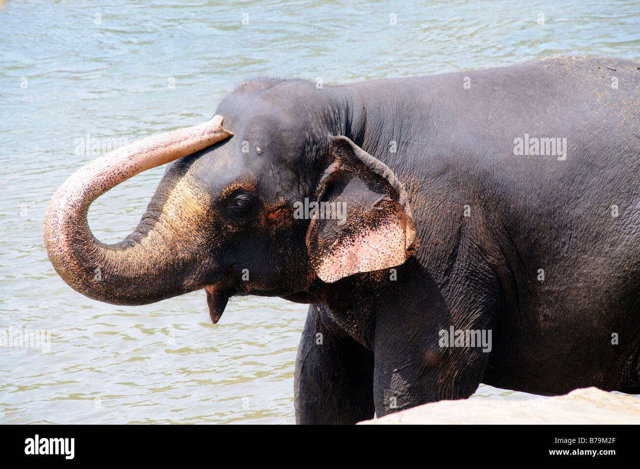Epelpants trunks hi-res stock photography and images - Alamy