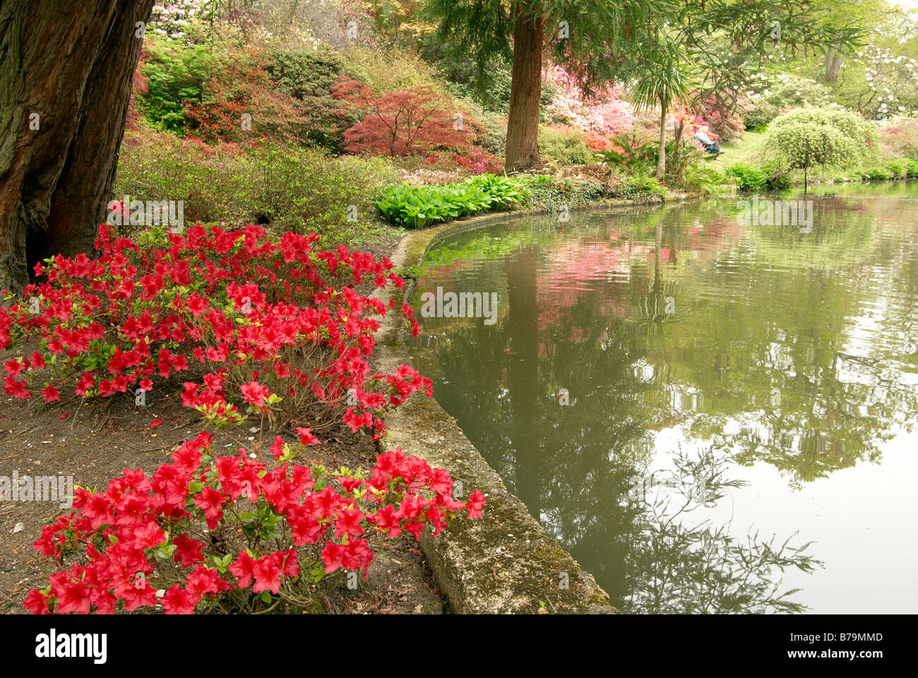 Exbury azalea hi-res stock photography and images - Alamy