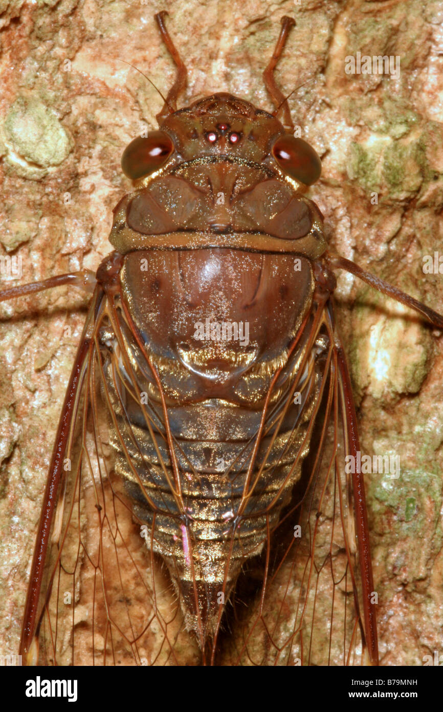 Closeup on a cicada Stock Photo - Alamy