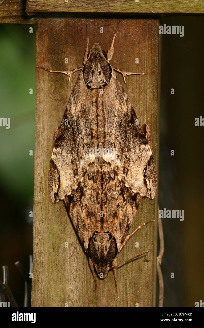 Conjoined moths hi-res stock photography and images - Alamy