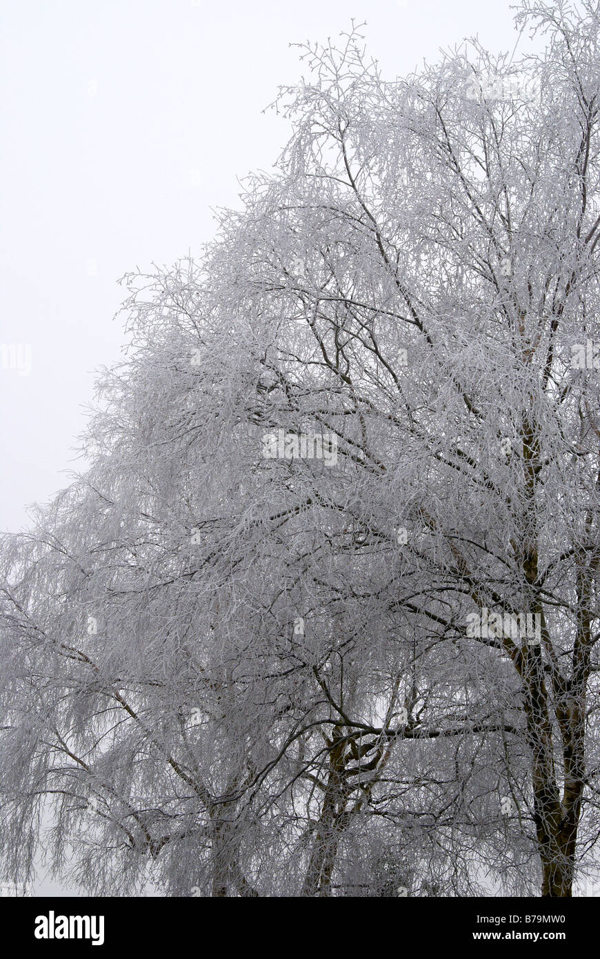 Frosty birch tree hi-res stock photography and images - Alamy