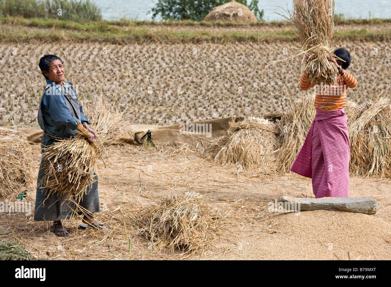 Thrashing hi-res stock photography and images - Alamy