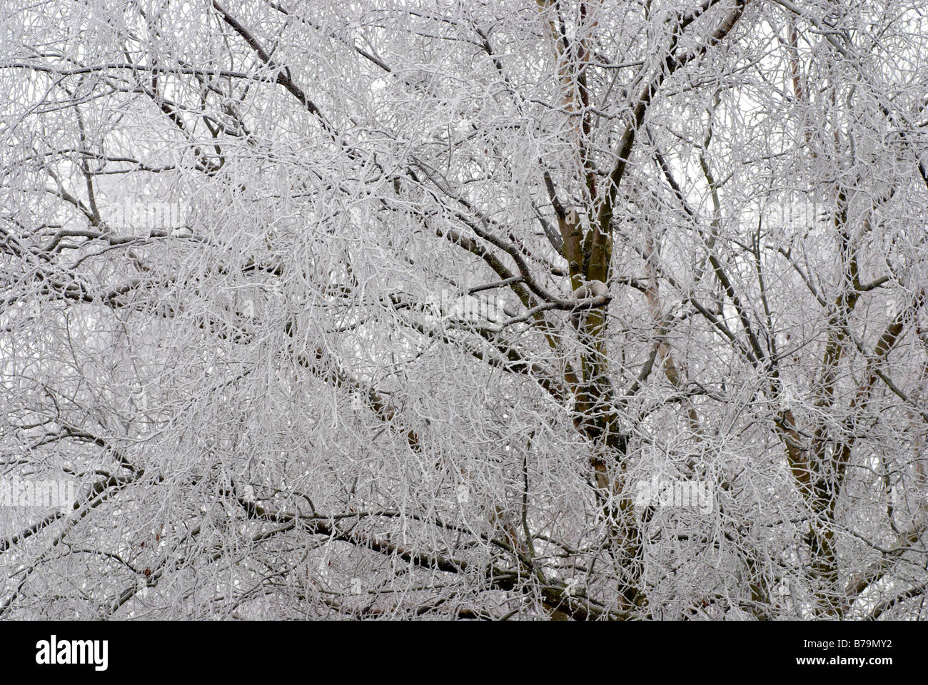 Frosty birch tree hi-res stock photography and images - Alamy
