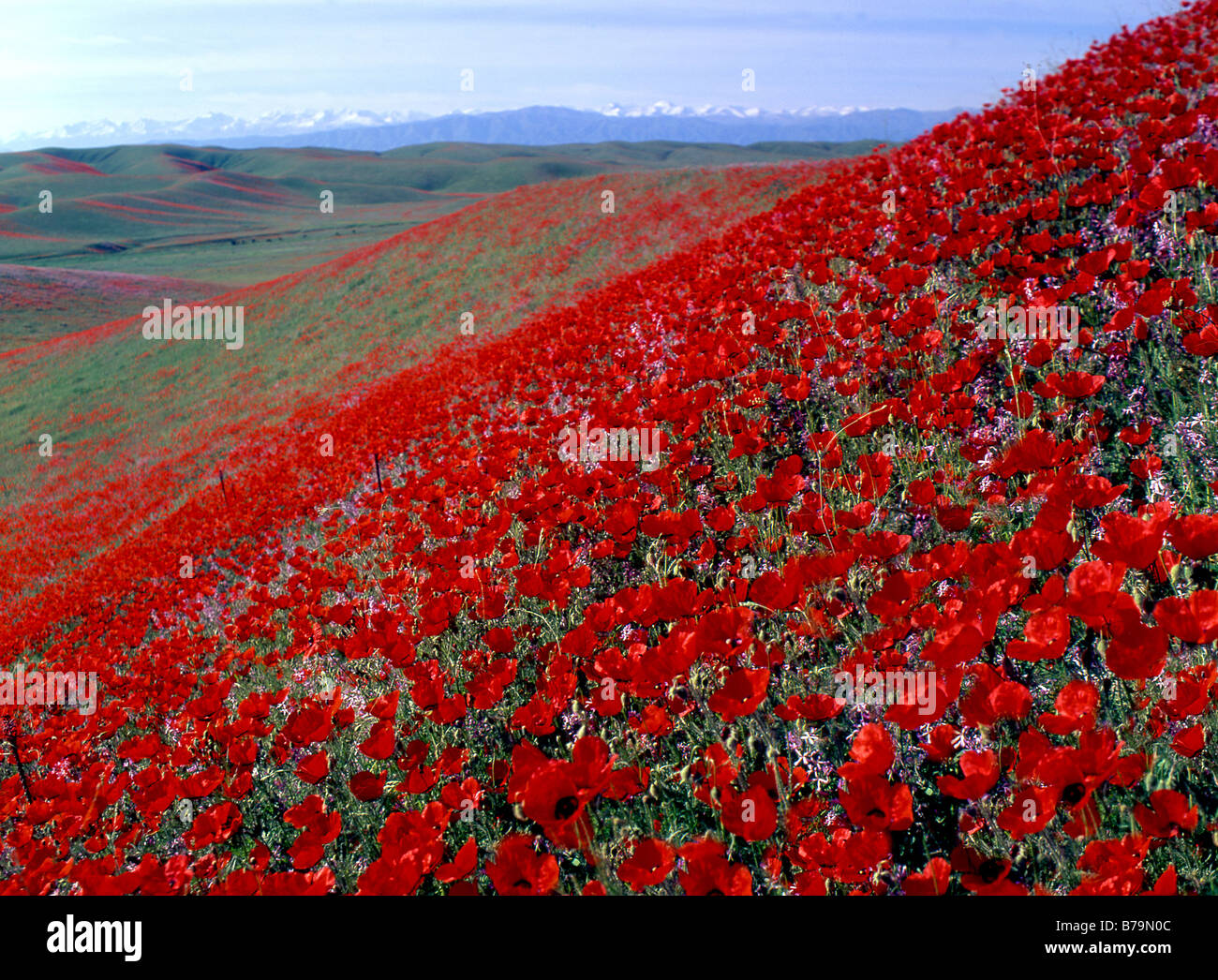 Valley of Poppies Stock Photo - Alamy