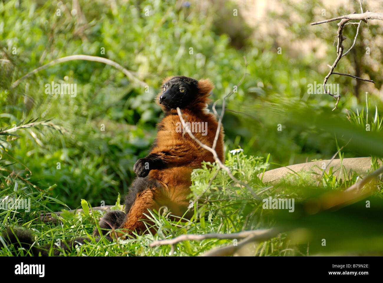 Red ruffed lemur Varecia rubra Stock Photo - Alamy