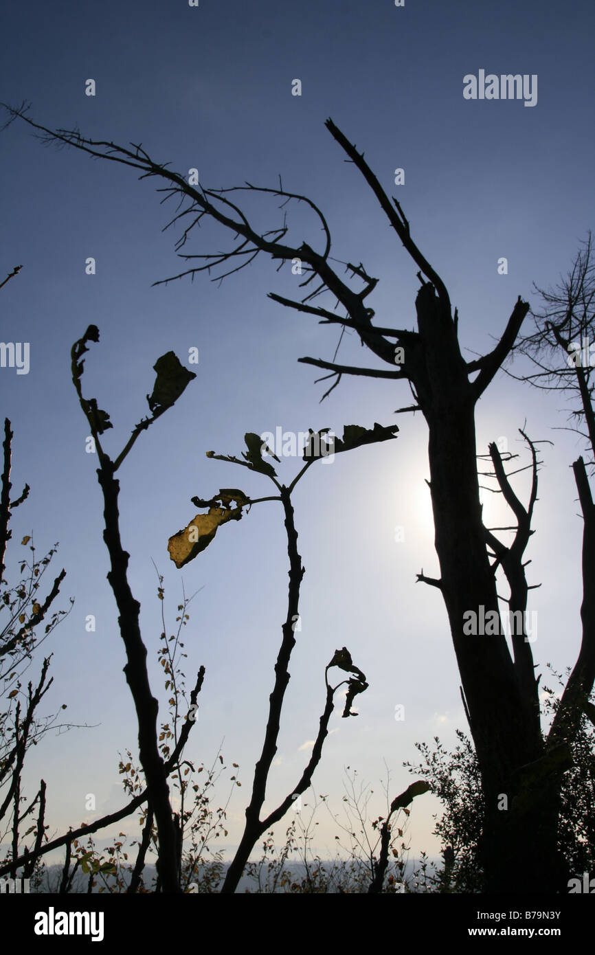 old ragged bare tree branches in countryside Stock Photo - Alamy