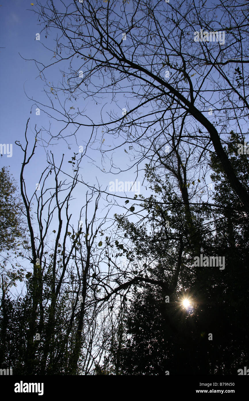 old ragged bare tree branches in countryside Stock Photo - Alamy