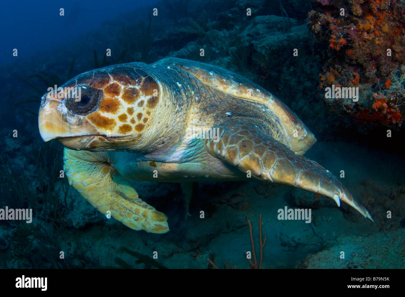 Loggerhead Sea Turtle Caretta caretta in Juno Beach FL Stock Photo - Alamy