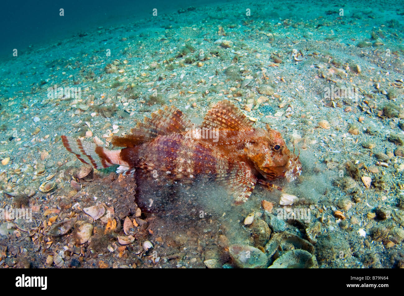 Bandtail Sea Robin Prionotus ophryas photographed in Singer Island, FL ...