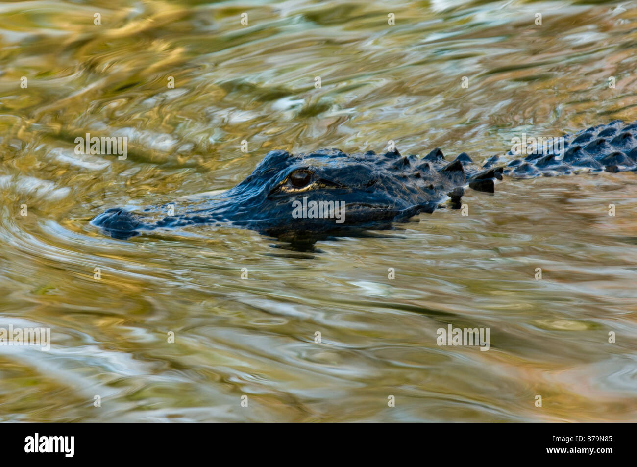 Scary alligator hi-res stock photography and images - Alamy