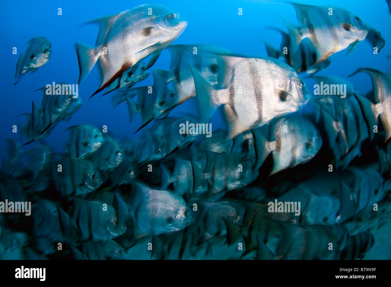 Chaetodipterus Faber High Resolution Stock Photography and Images - Alamy