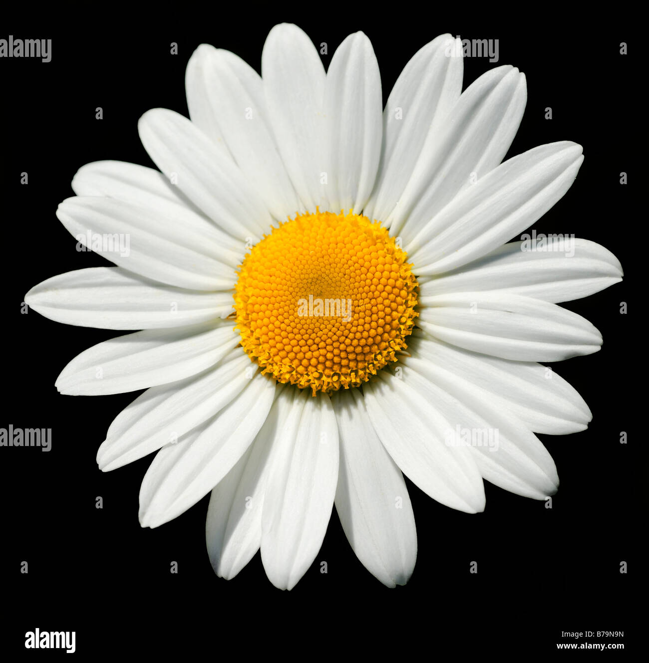 Sun is shining spring Cut Out Stock Images & Pictures - Alamy