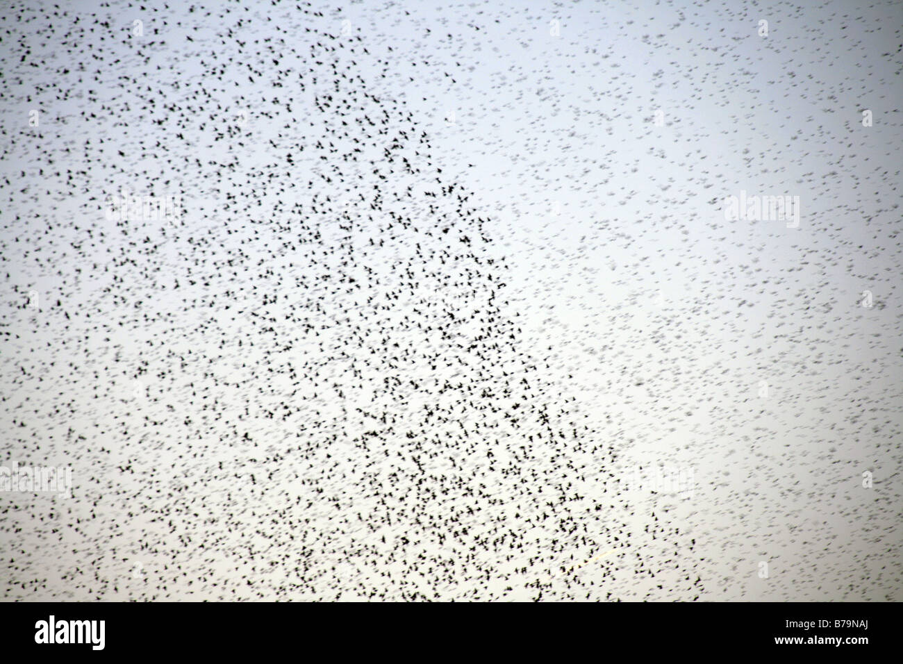 flock of starlings flying formation in evening blue sky Stock Photo - Alamy