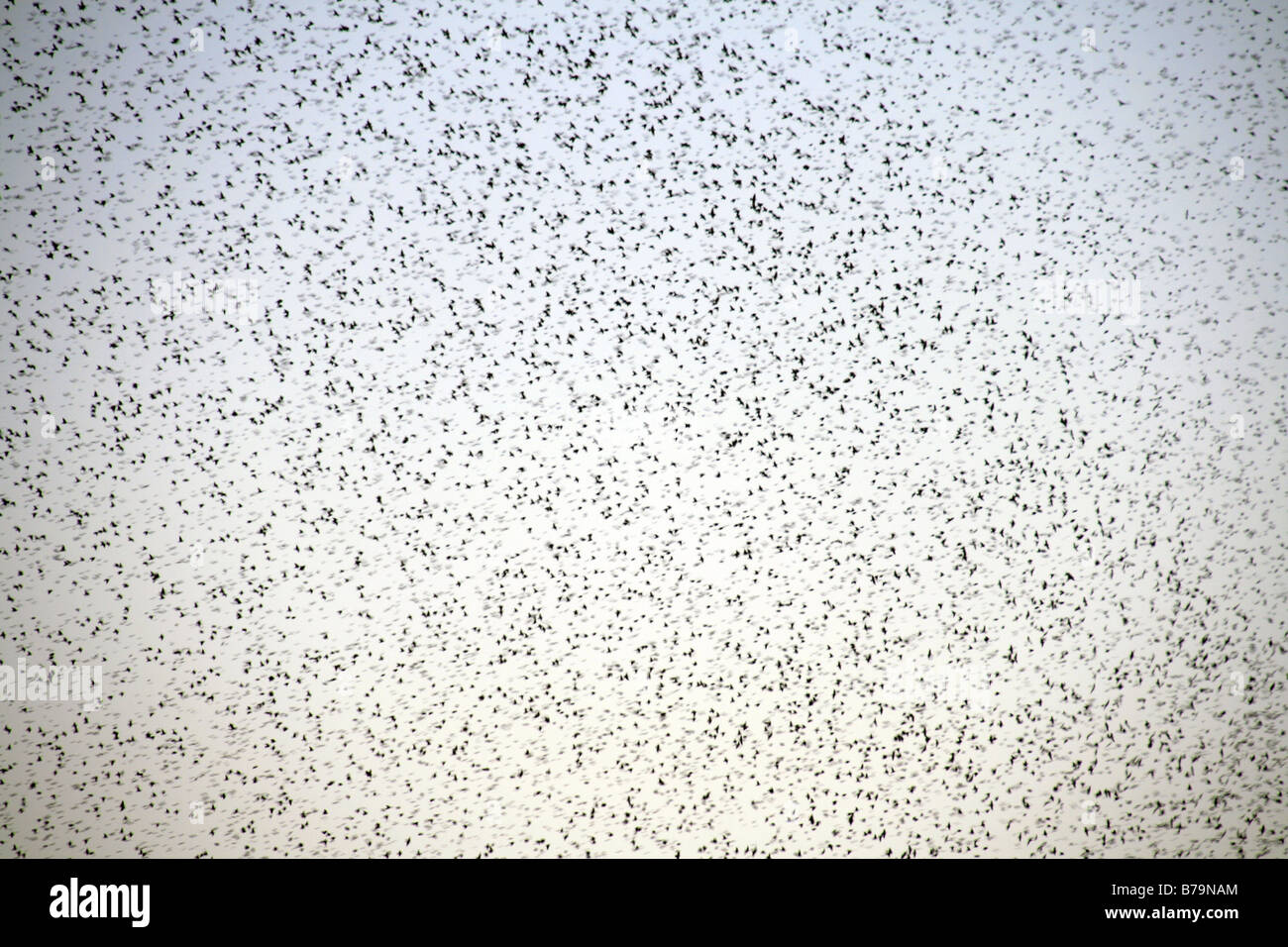 flock of starlings flying formation in evening blue sky Stock Photo - Alamy