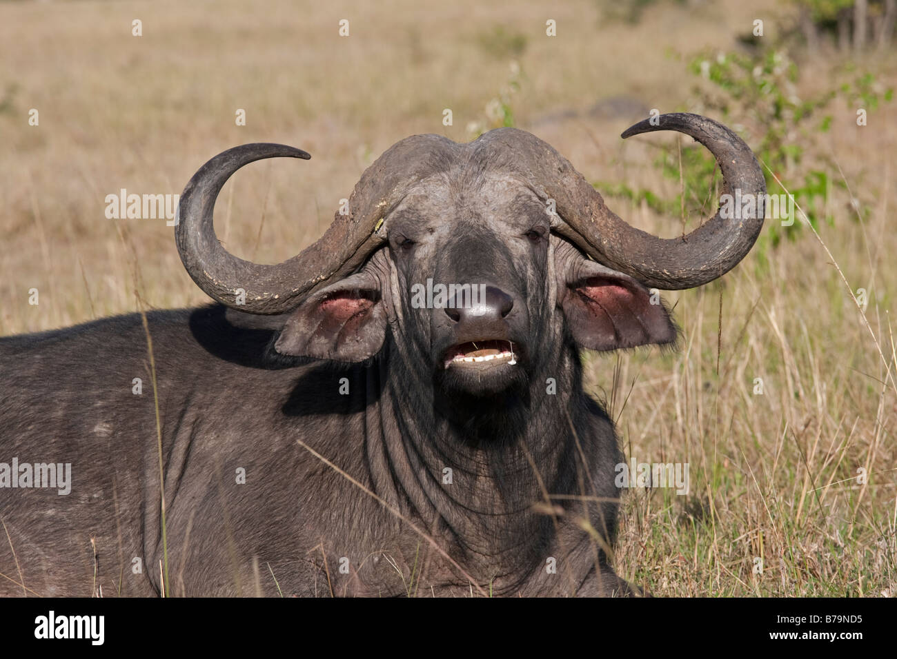 Buffalo head close up hi-res stock photography and images - Alamy