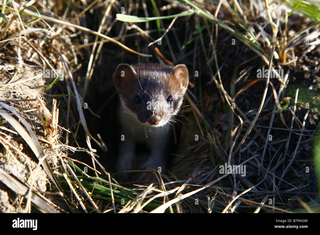 Kärppä ermine stoat Stock Photo - Alamy