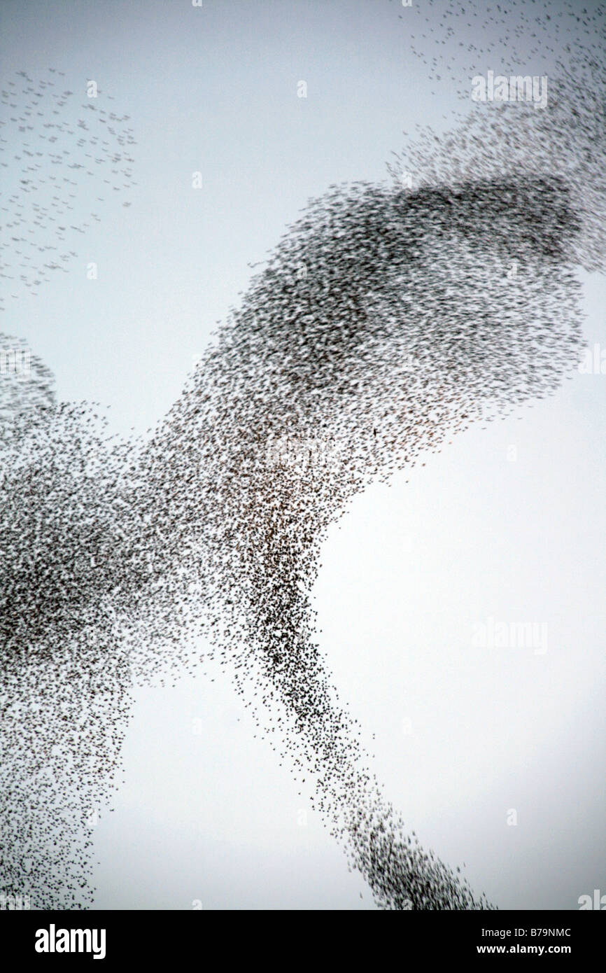 flock of starlings flying formation in evening blue sky Stock Photo - Alamy
