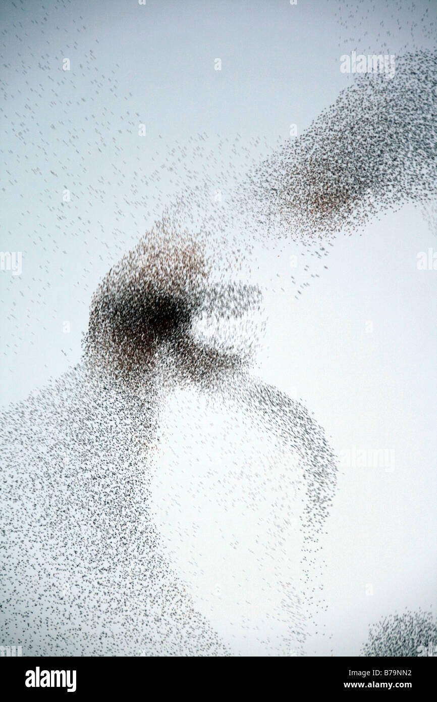 flock of starlings flying formation in evening blue sky Stock Photo - Alamy