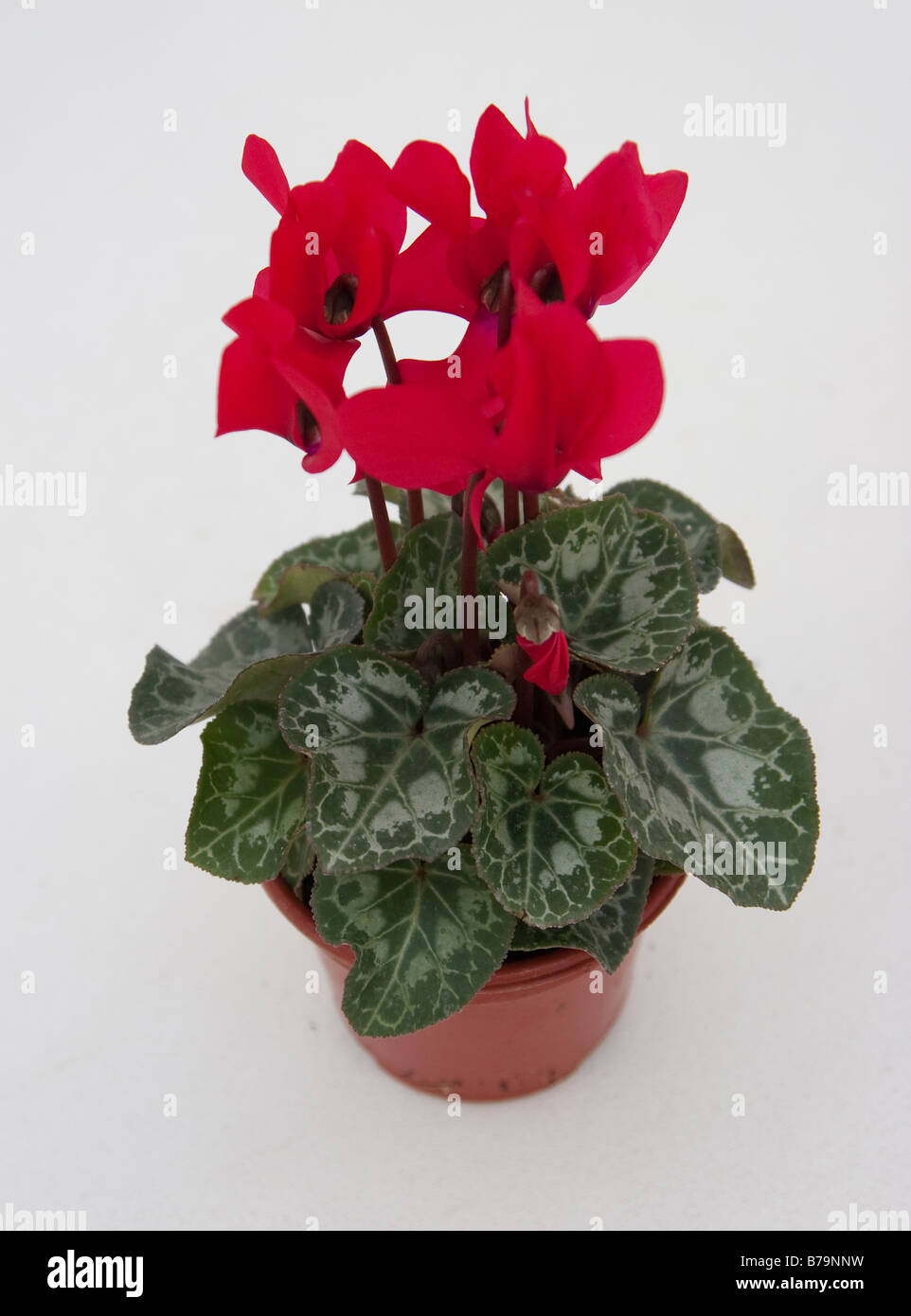 Red Cyclamen pot plant Stock Photo - Alamy