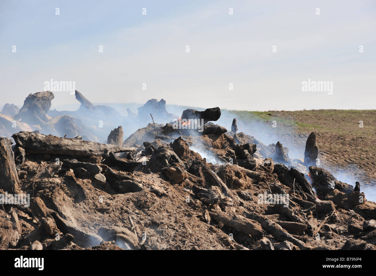 Reclaiming farm land Putaruru, North Island New Zealand Stock Photo - Alamy