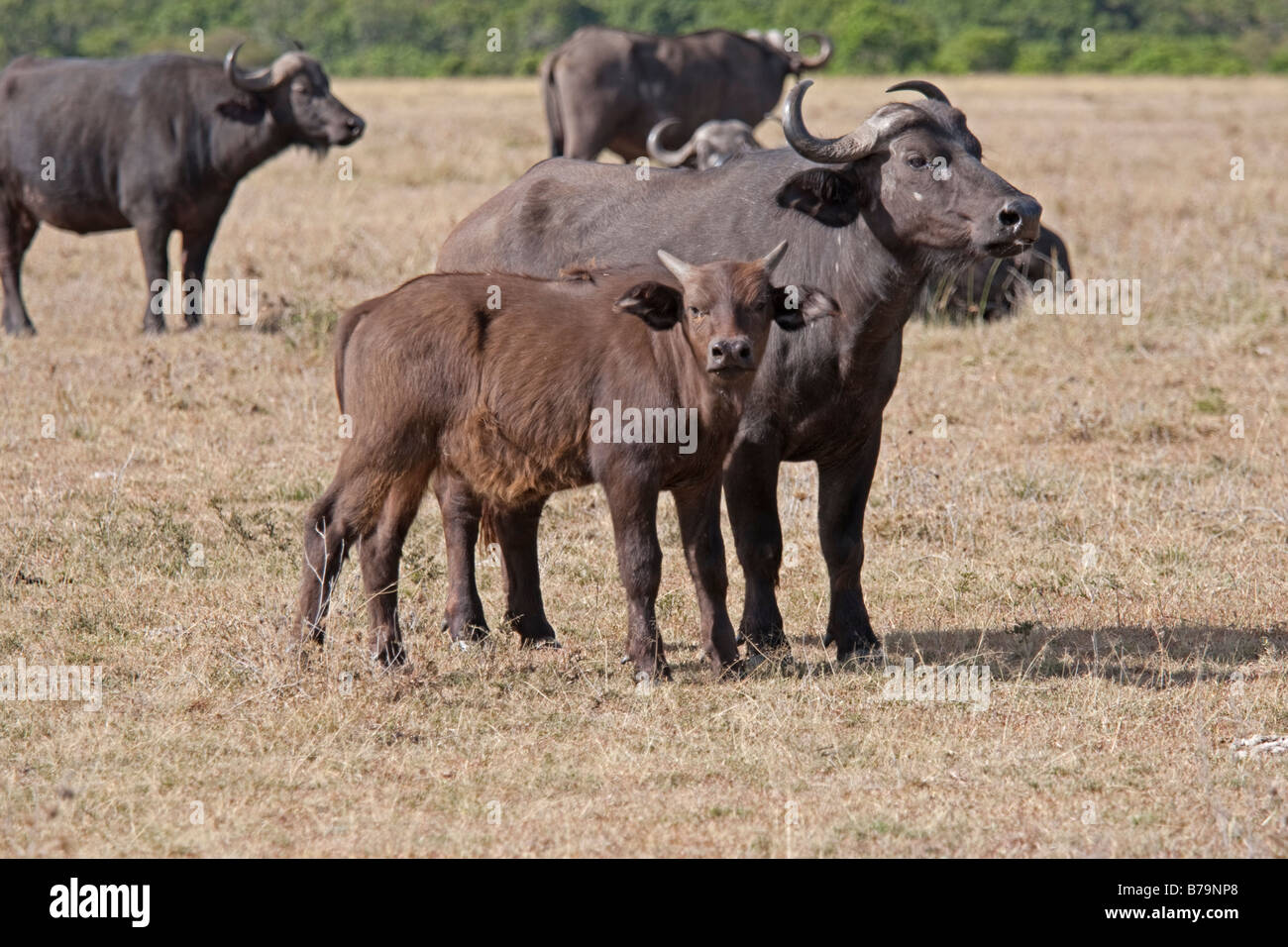 African buffalo syncerus cow calf hi-res stock photography and images ...