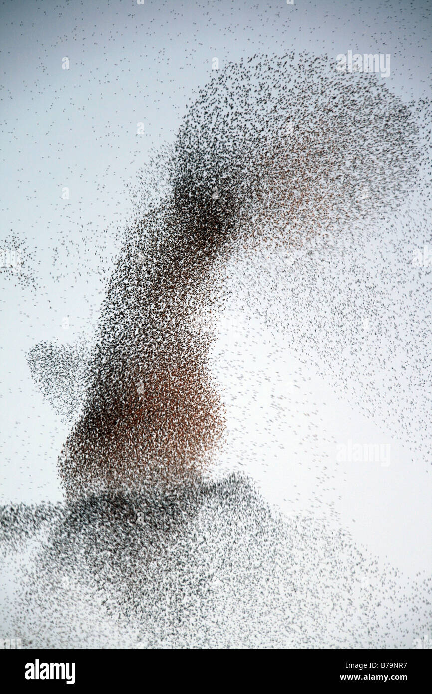 flock of starlings flying formation in evening blue sky Stock Photo - Alamy