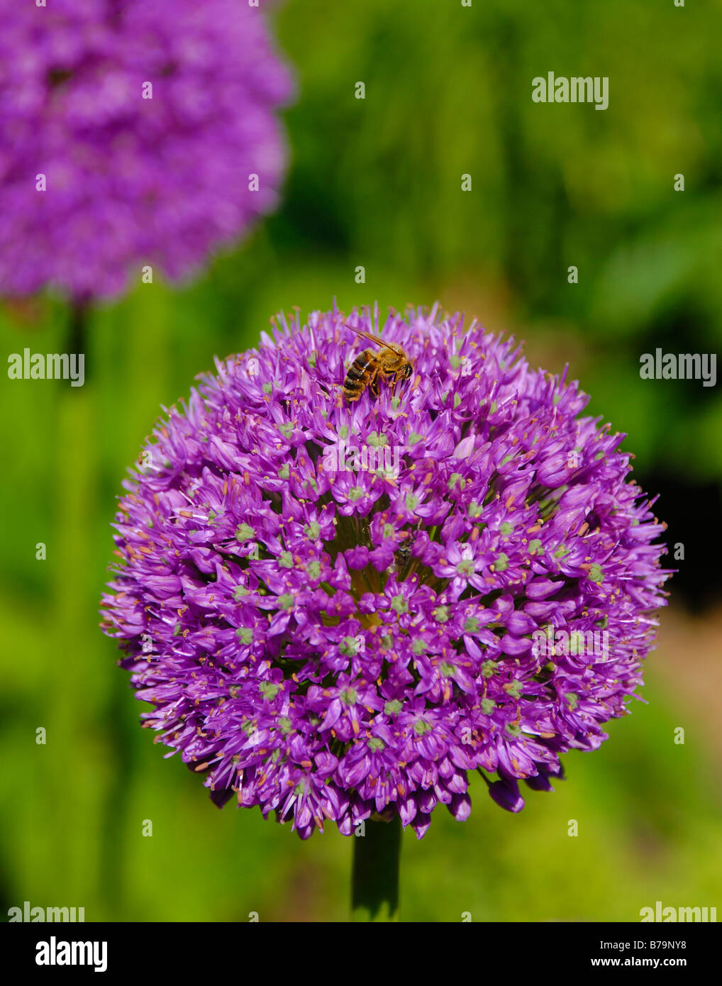 Purple chive flower American giant chive Stock Photo - Alamy