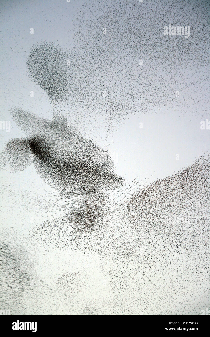 flock of starlings flying formation in evening blue sky Stock Photo - Alamy