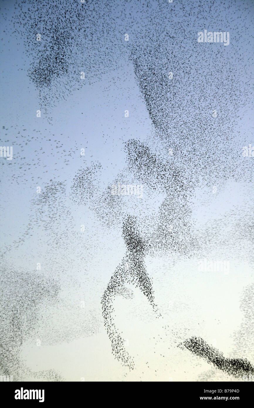 flock of starlings flying formation in evening blue sky Stock Photo - Alamy