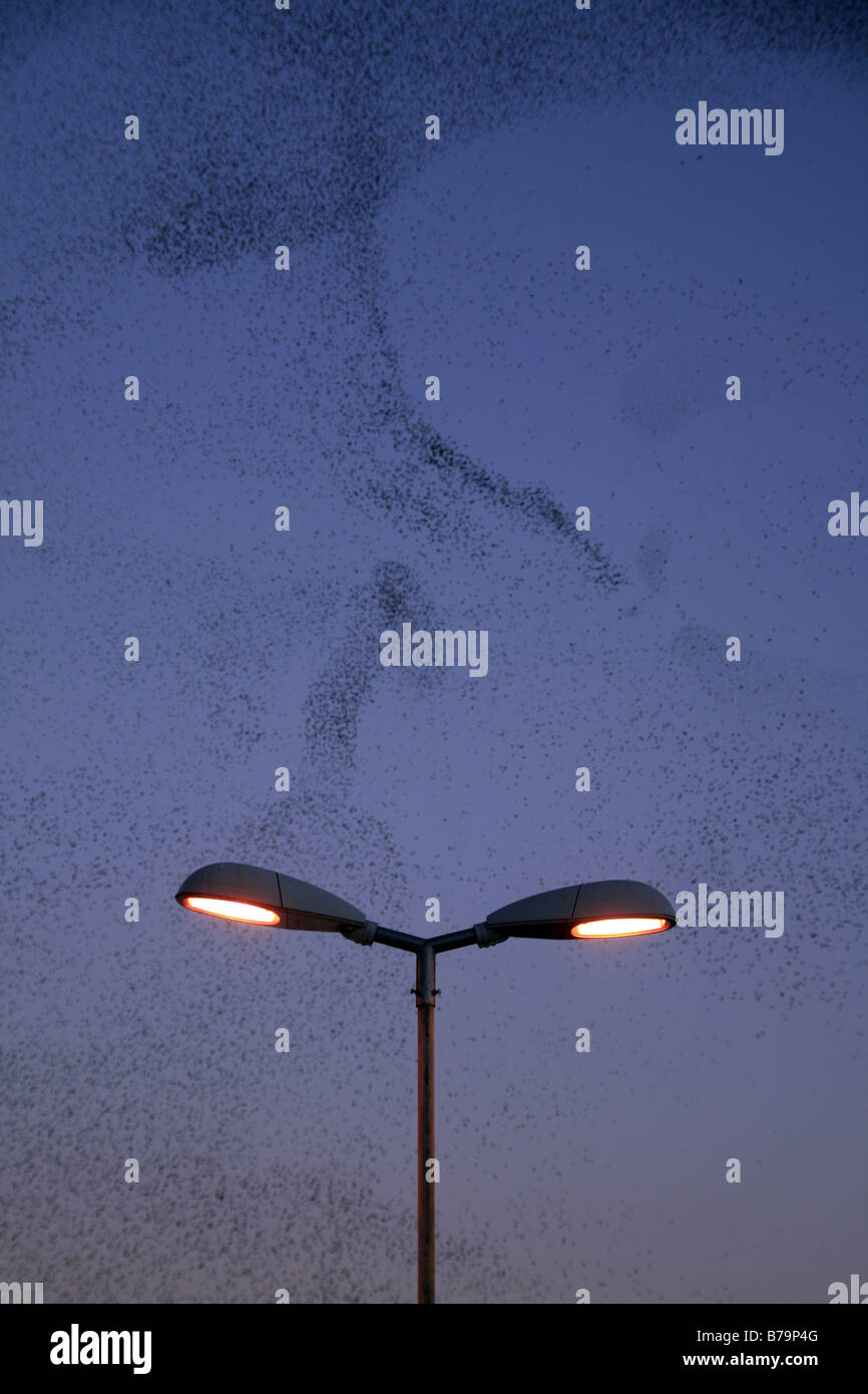 flock of starlings flying in night sky Stock Photo - Alamy