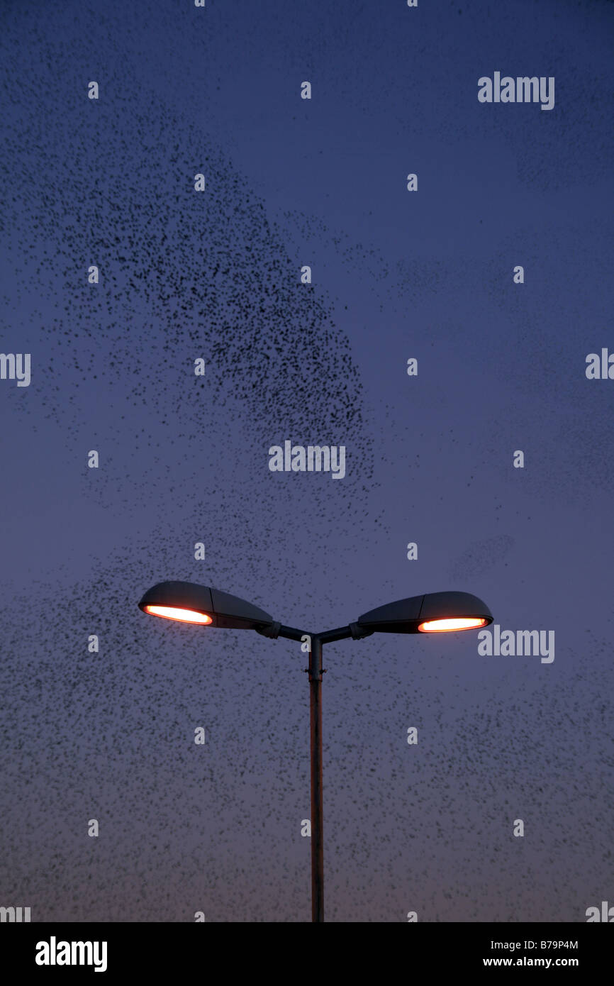 flock of starlings flying in night sky Stock Photo - Alamy