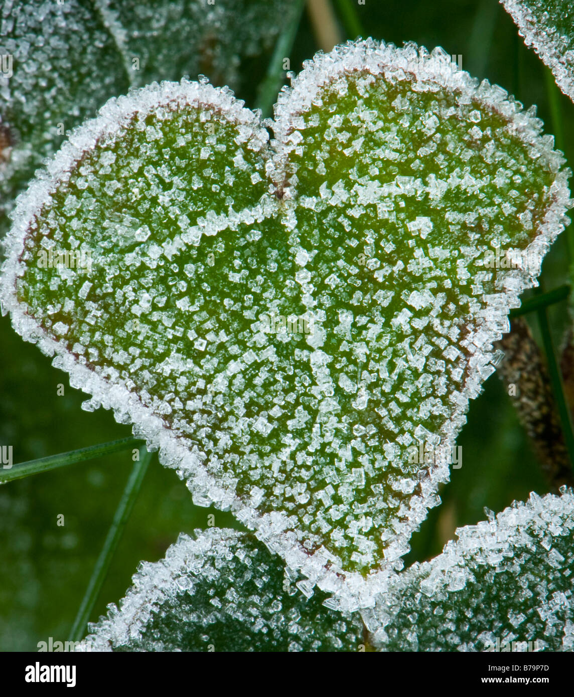 Heart shaped ivy hi-res stock photography and images - Alamy