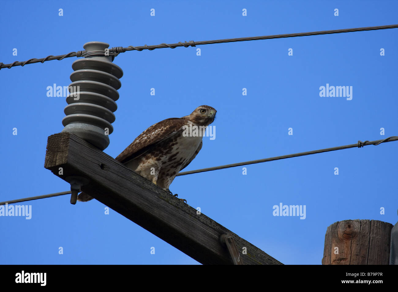 Juvenile Red Tail Hawk resting on telephone pole Stock Photo - Alamy