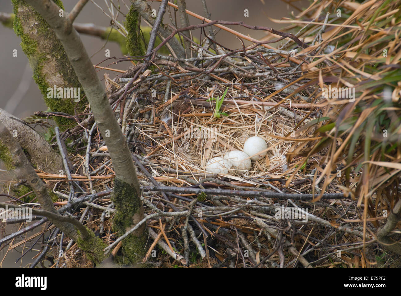 Uk buzzard at nest hi-res stock photography and images - Alamy