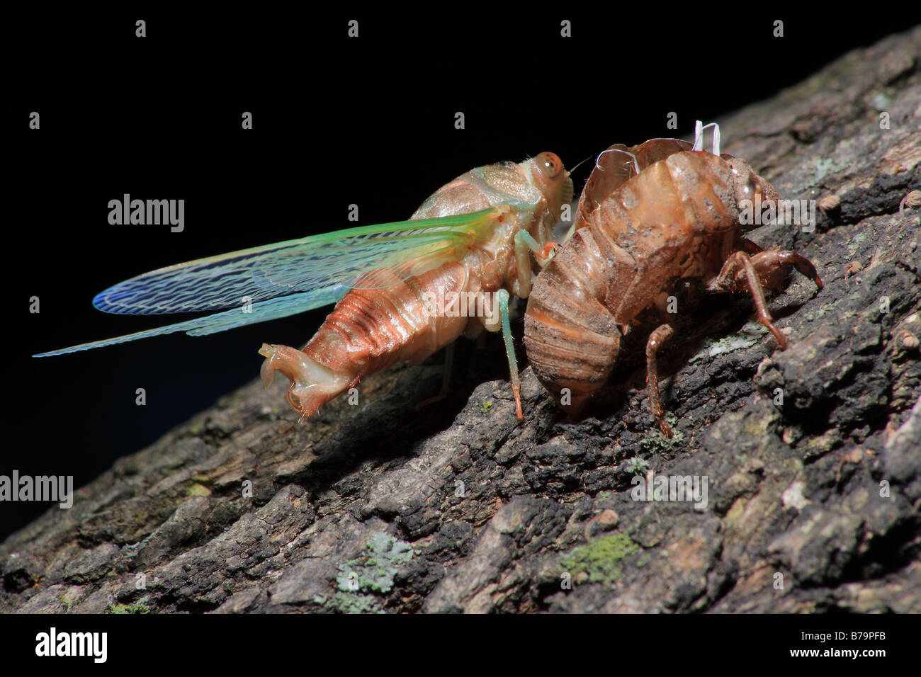 Cicada Coming Out Of Shell