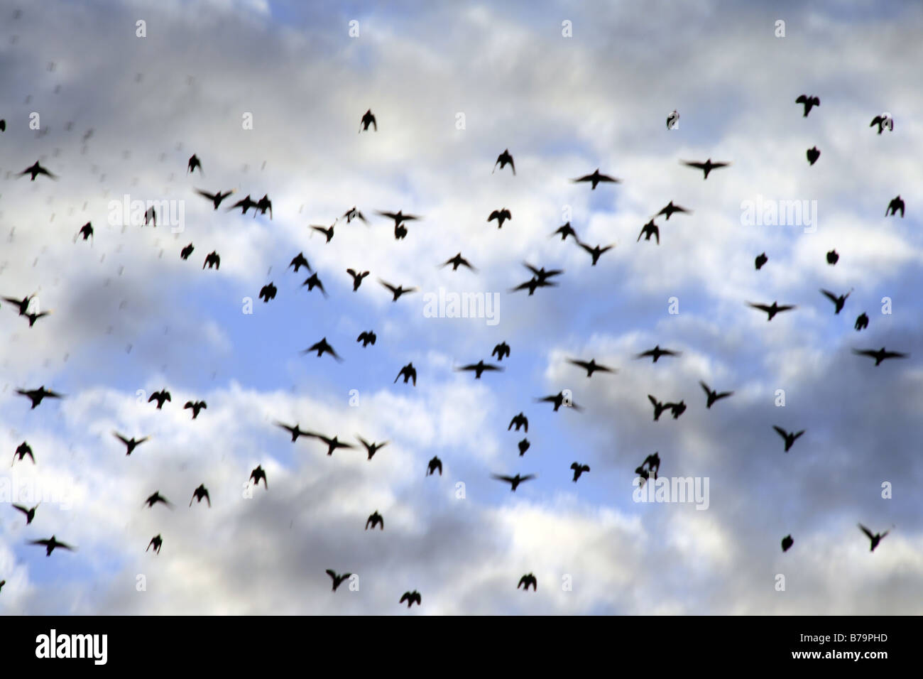 flock of starlings birds flying in open blue sky Stock Photo - Alamy