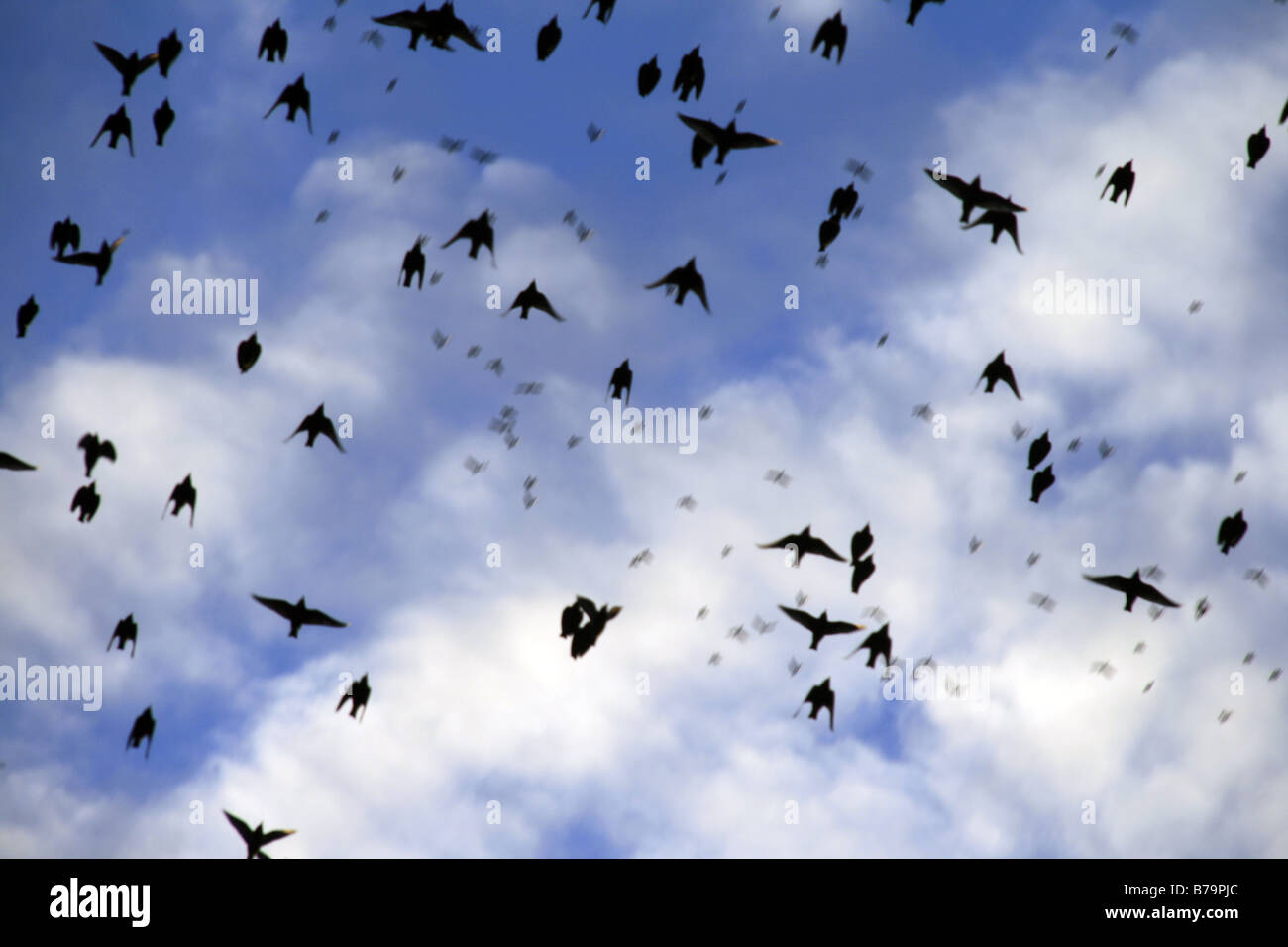 flock of starlings birds flying in open blue sky Stock Photo - Alamy