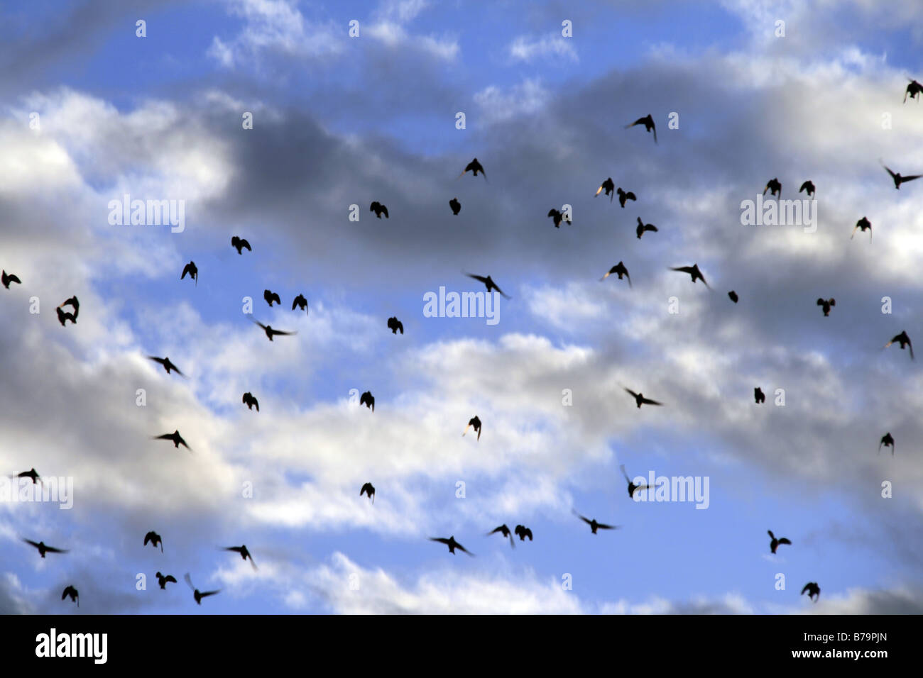 flock of starlings birds flying in open blue sky Stock Photo - Alamy