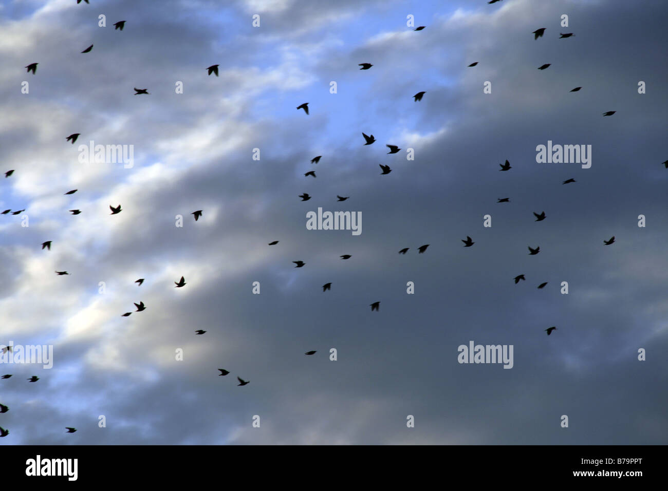 flock of starlings birds flying in open blue sky Stock Photo - Alamy